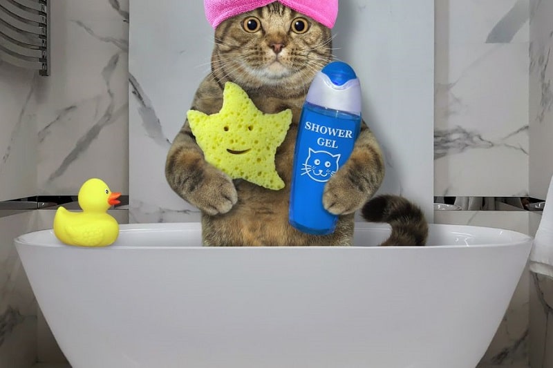 Les hôtels de luxe pour chat, c’est quoi
